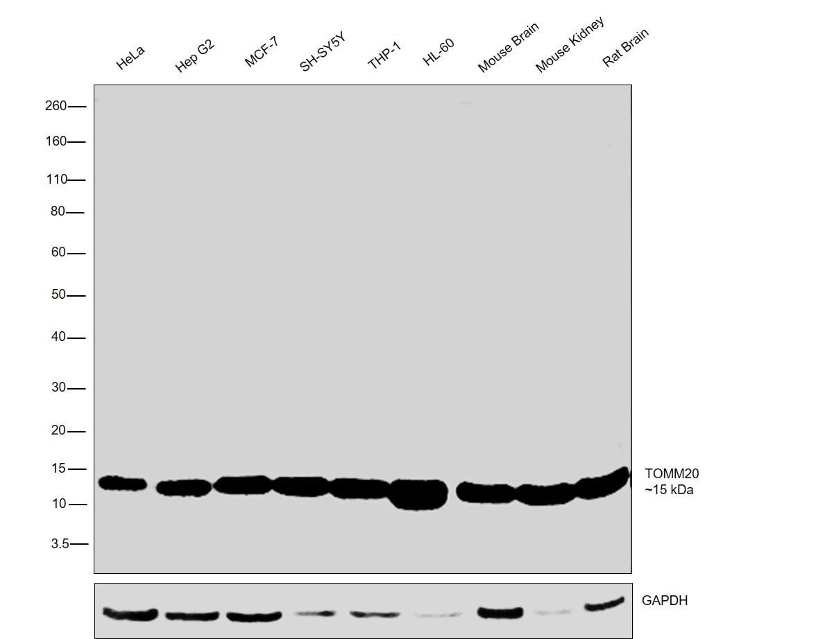 TOMM20 Antibody (MA5-24859)