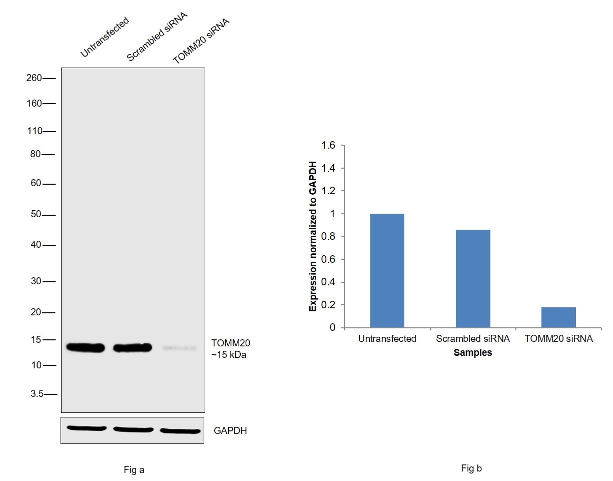 TOMM20 Antibody (MA5-24859)