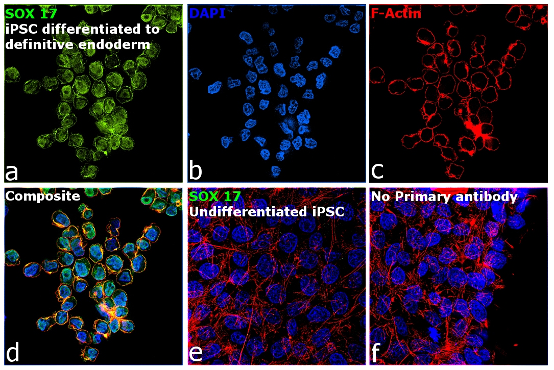 SOX17 Antibody (MA5-24885)