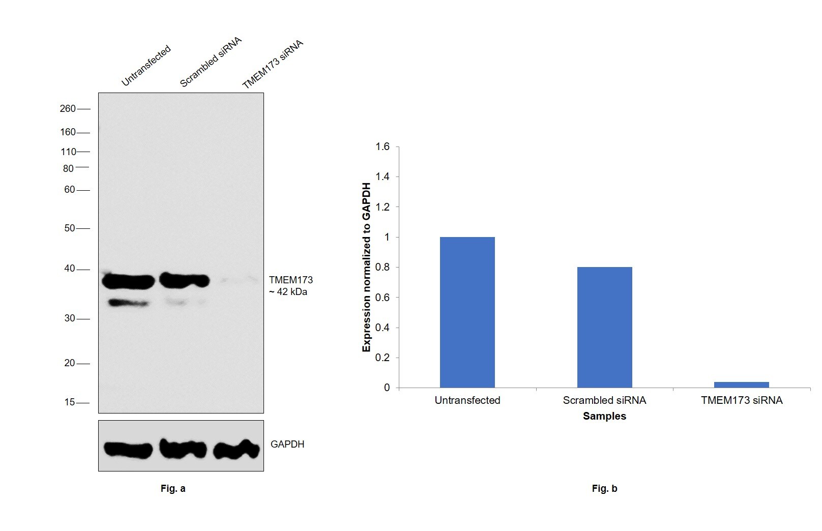 STING Antibody (MA5-26032)