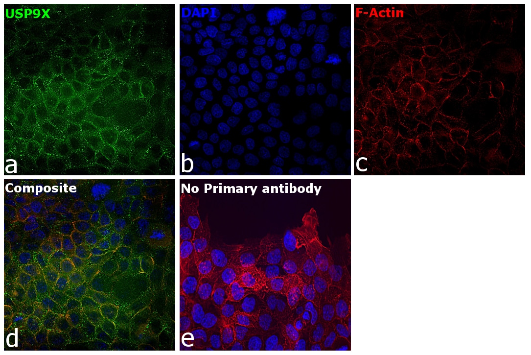 USP9X Antibody (MA5-26367)