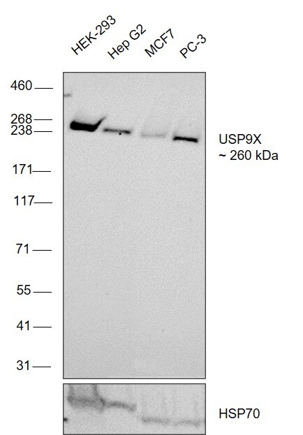 USP9X Antibody (MA5-26367)
