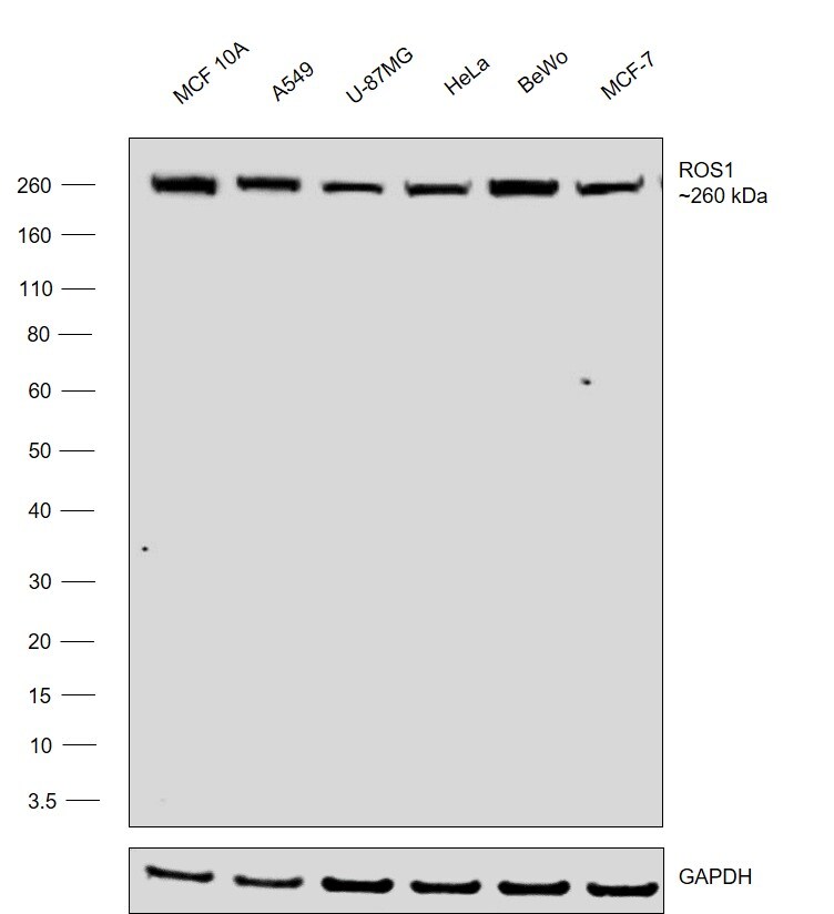 ROS1 Antibody (MA5-26760)