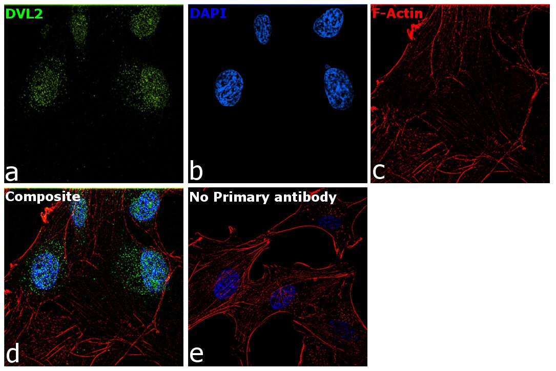 DVL2 Antibody (MA5-26823)