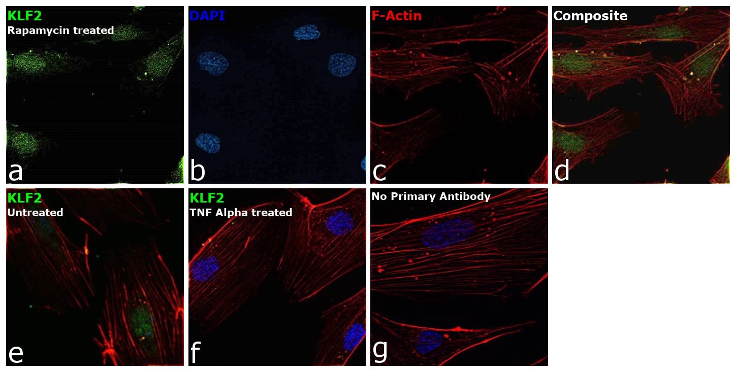 KLF2 Antibody (MA5-26825)