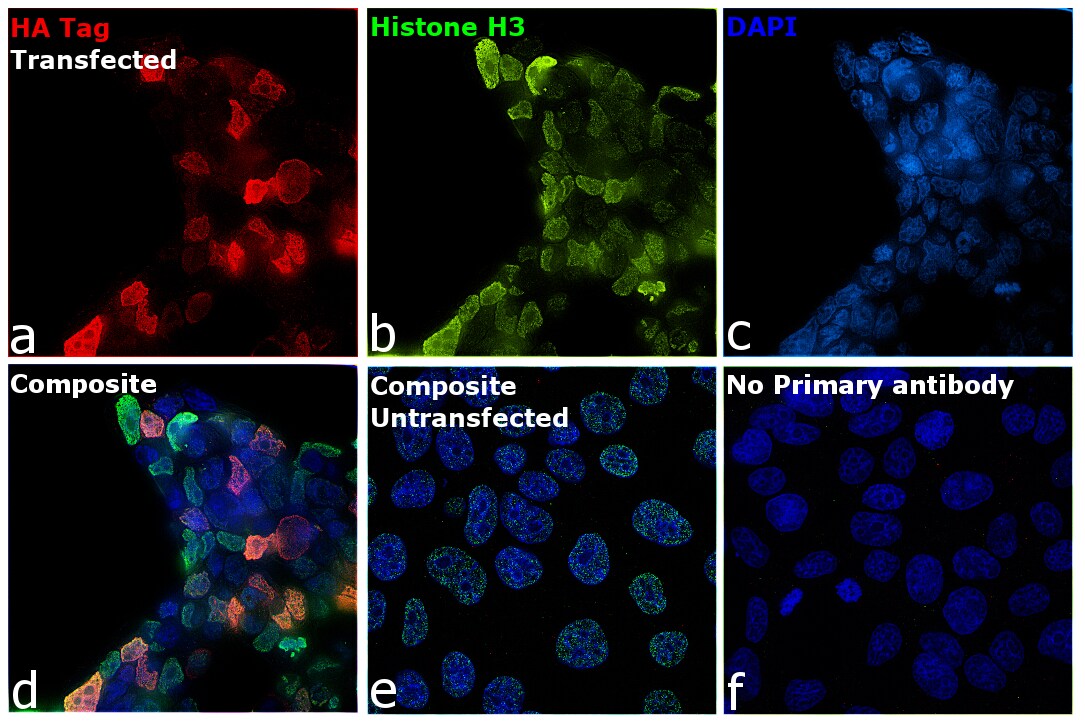 HA tag Antibody (MA5-27543)