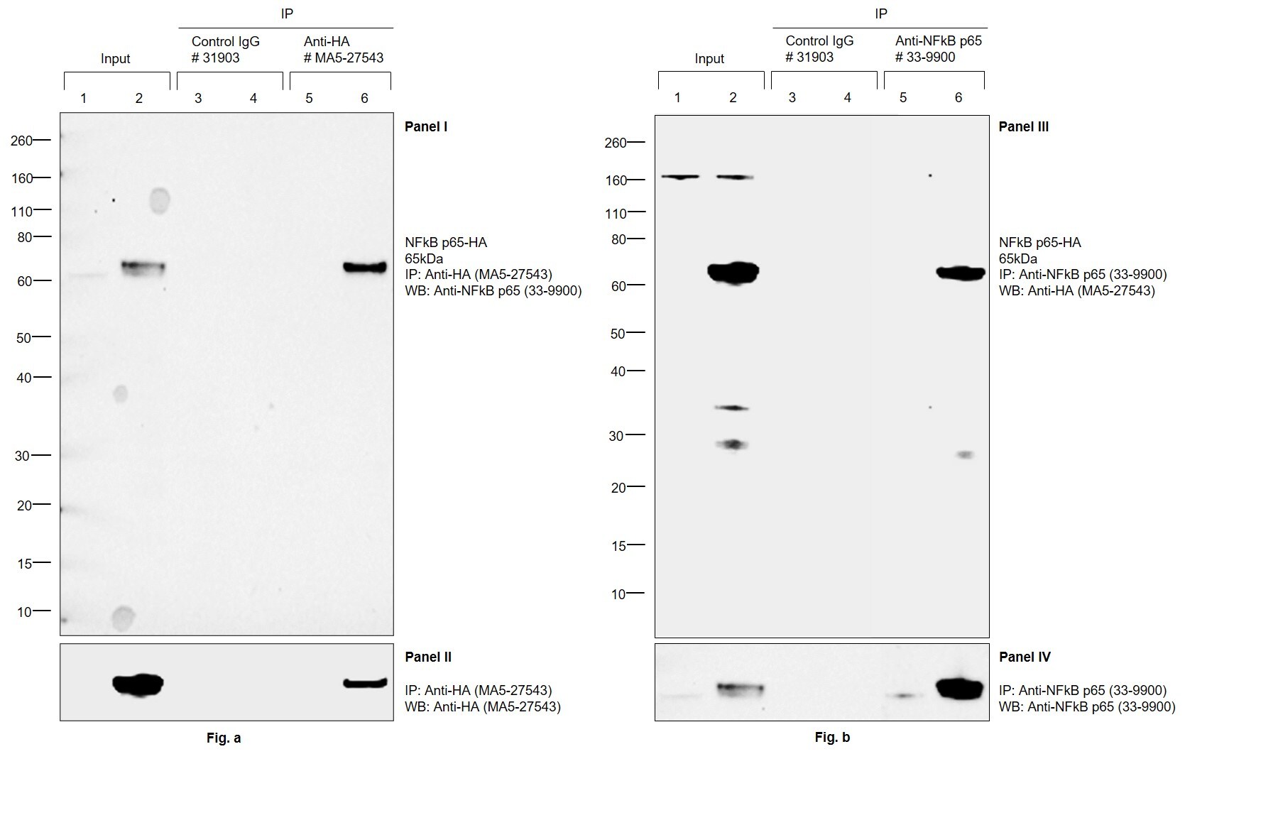 HA tag Antibody (MA5-27543)