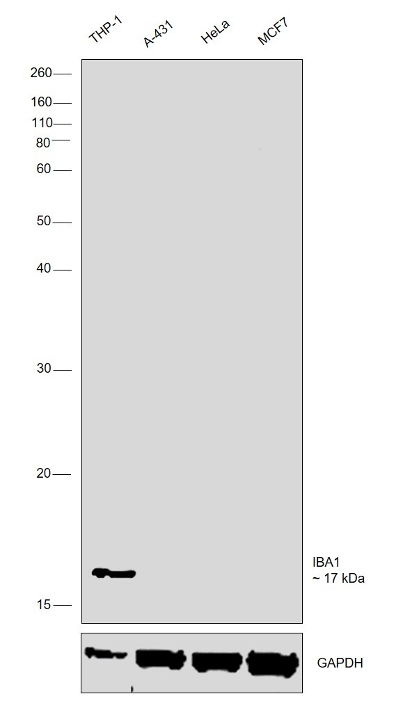 IBA1 Antibody (MA5-27726)