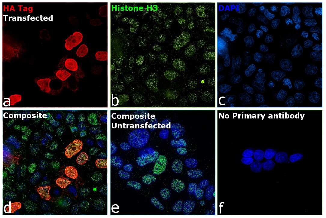 HA Tag Antibody (MA5-27915)