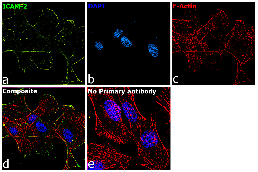 ICAM-2 Antibody (MA5-29335)