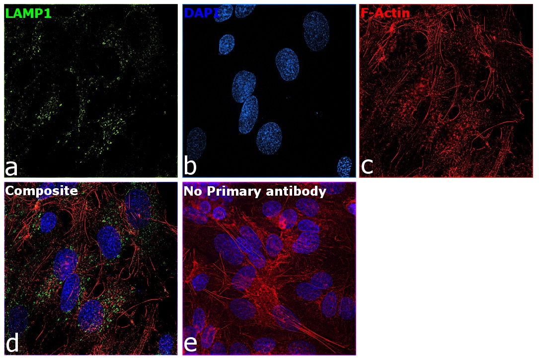 LAMP1 Antibody (MA5-29385)