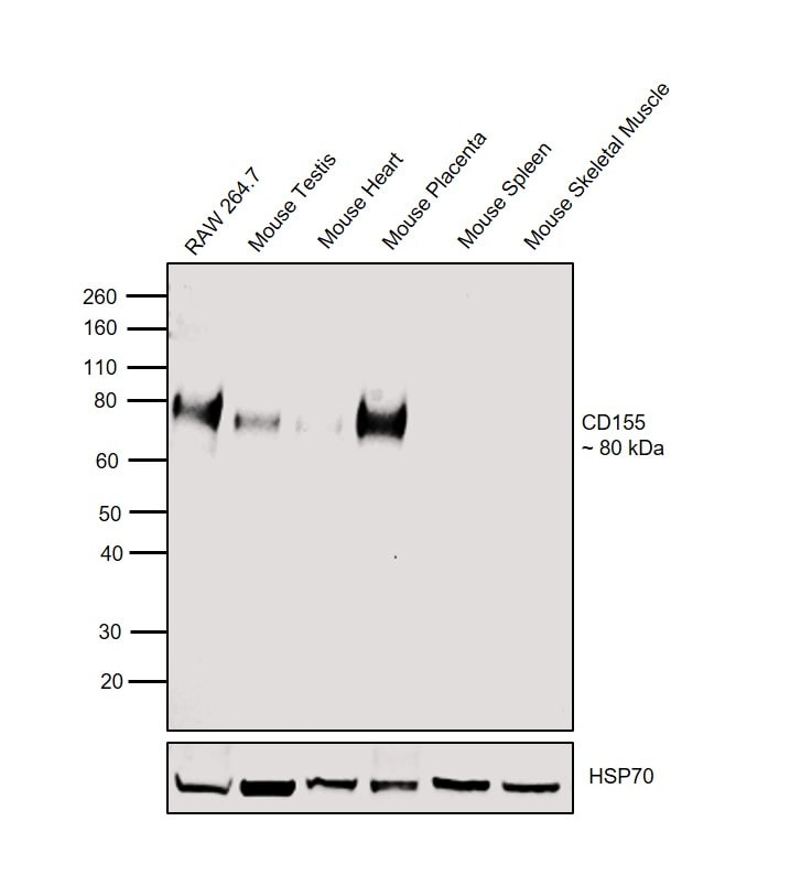 CD155 Antibody (MA5-29762)