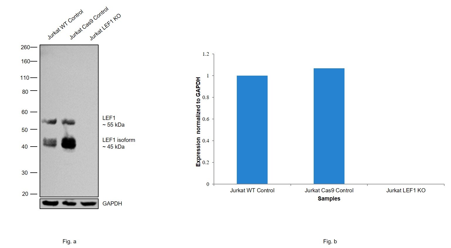 LEF1 Antibody (MA5-31792)