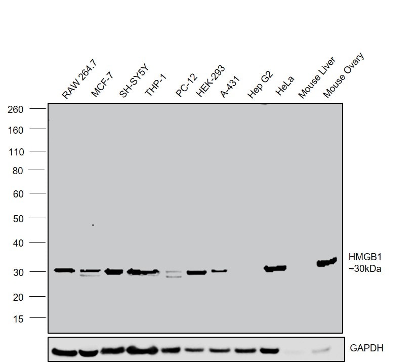 HMGB1 Antibody (MA5-31967)