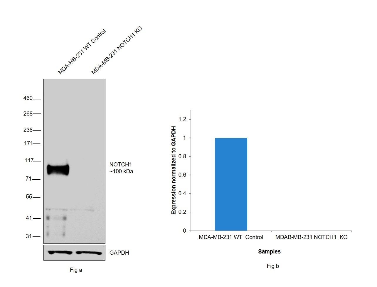 NOTCH1 Antibody (MA5-32080)