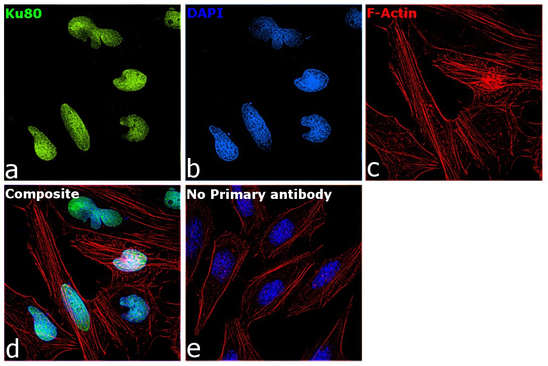 Ku80 Antibody (MA5-32212)
