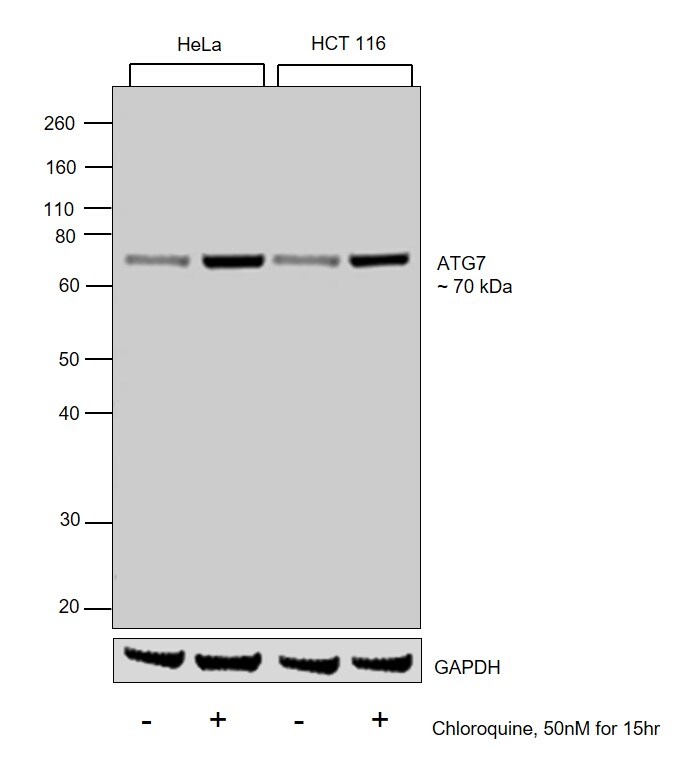 ATG7 Antibody (MA5-32221)