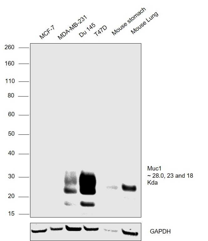 MUC1 Antibody (MA5-32265)