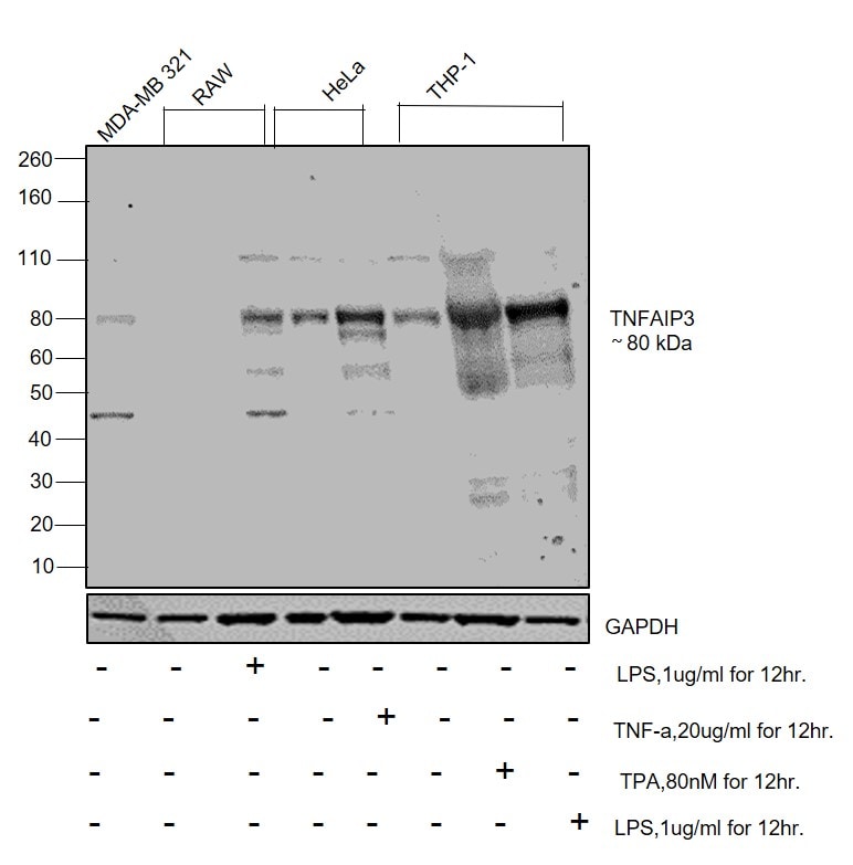 TNFAIP3 Antibody (MA5-32292)