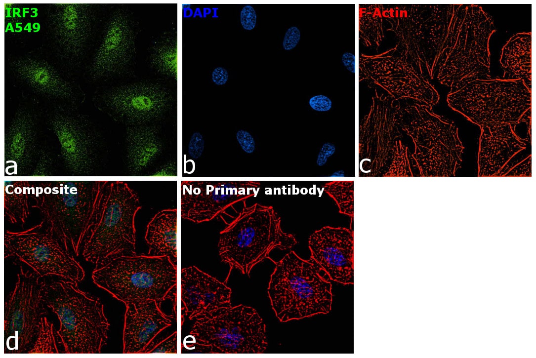 IRF3 Antibody (MA5-32348)