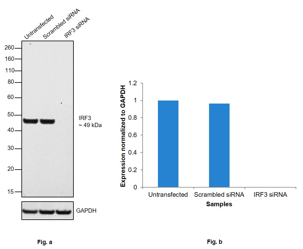 IRF3 Antibody (MA5-32348)