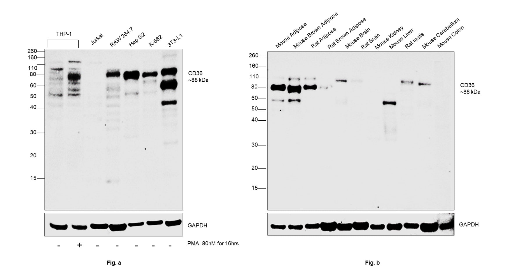 CD36 Antibody (MA5-32433)