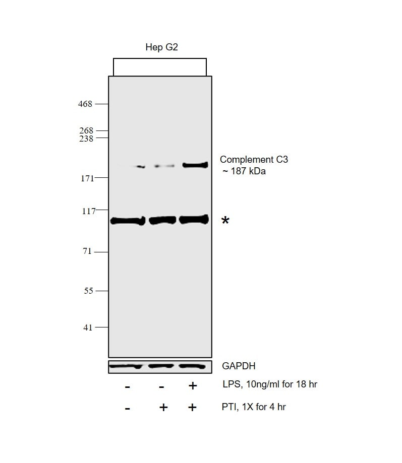 Complement C3 Antibody (MA5-32566)