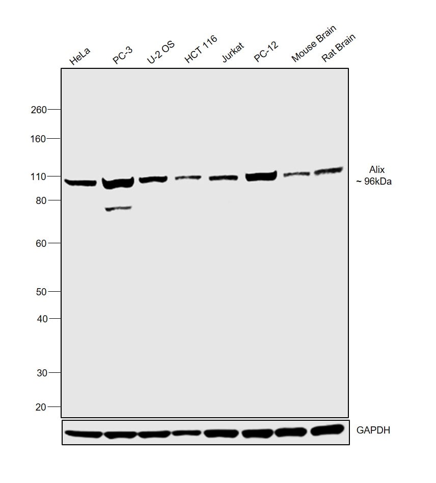 Alix Antibody (MA5-32773)