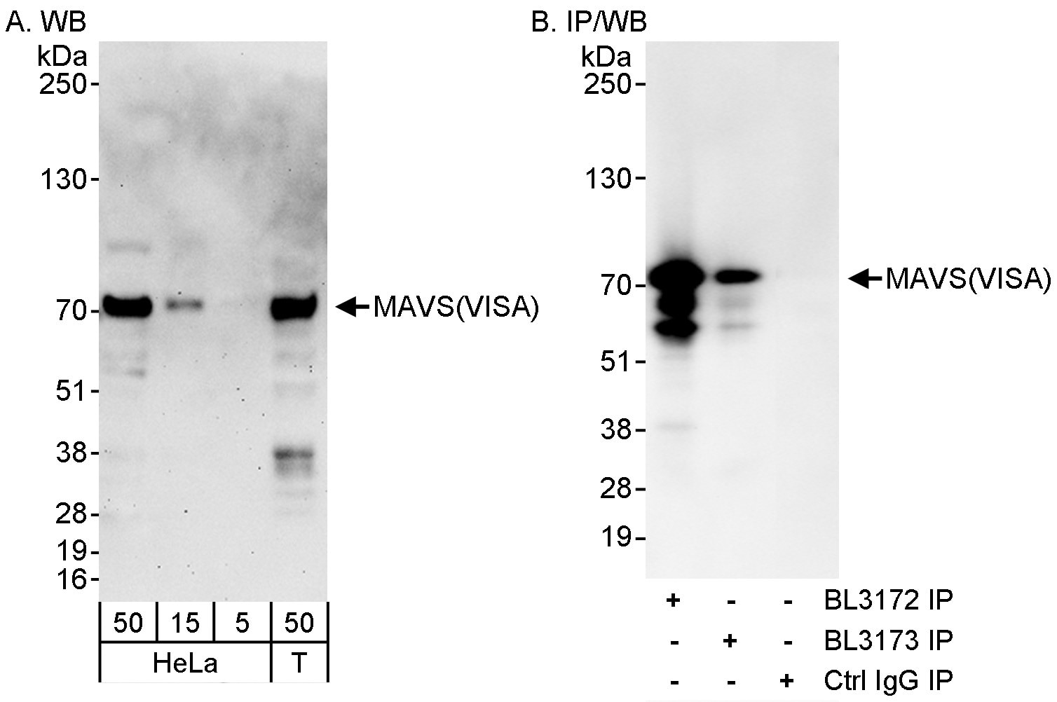 MAVS/VISA Antibody (A300-782A)