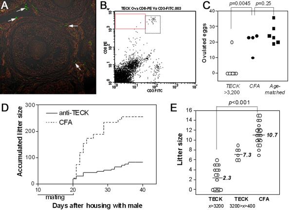 CD8 alpha Antibody, PE-Texas Red (MCD0817)