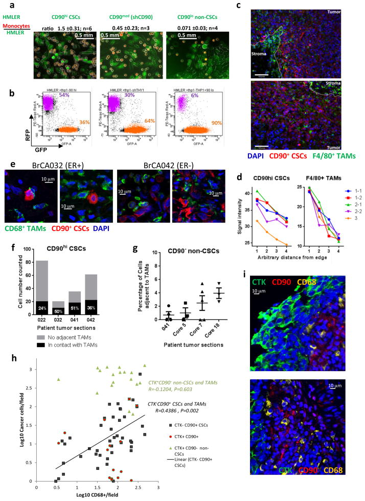 F4/80 Antibody (MF48000)