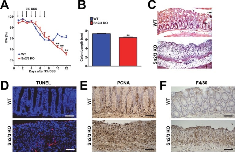 F4/80 Antibody (MF48000)