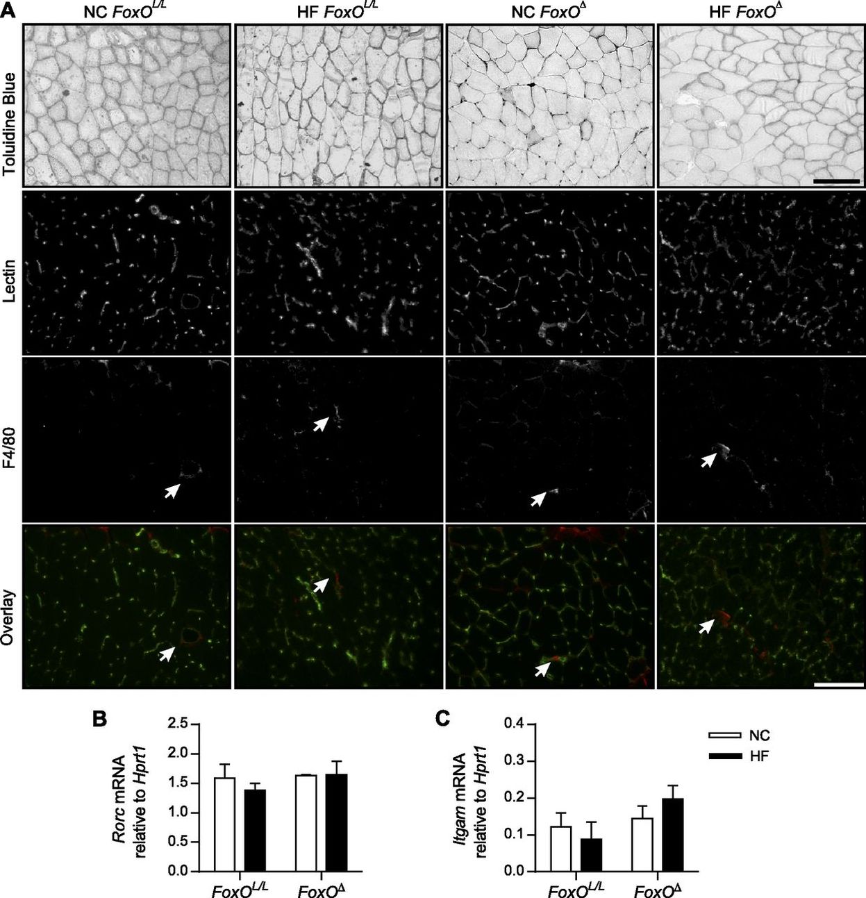 F4/80 Antibody (MF48000)