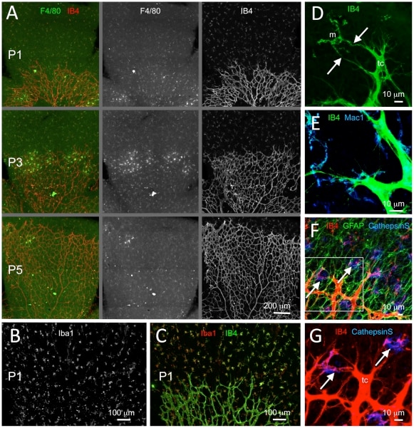 F4/80 Antibody, Alexa Fluor™ 488 (MF48020)