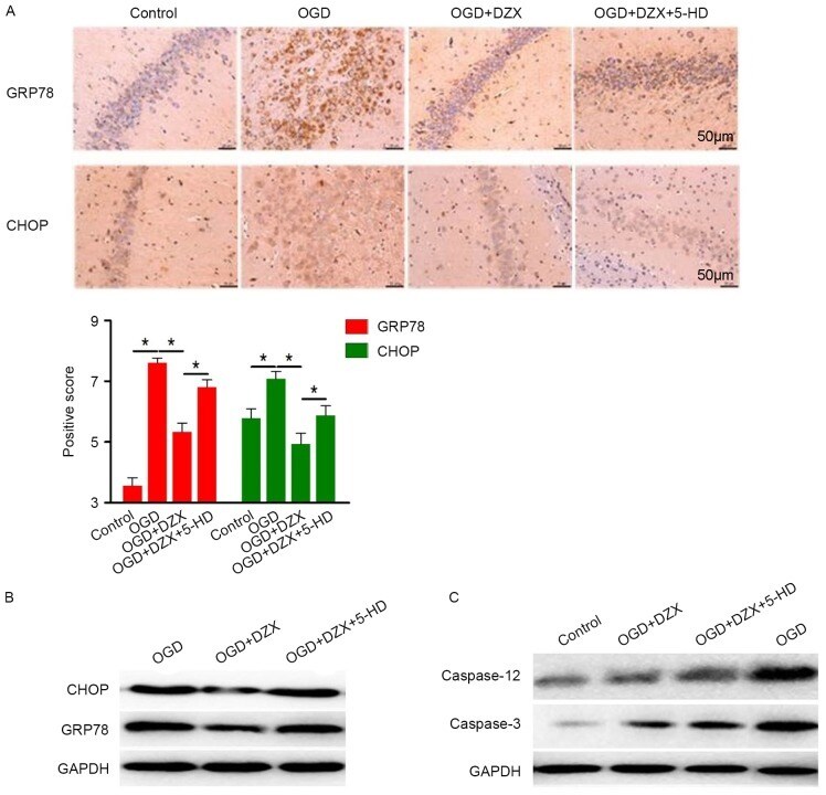 Caspase 12 Antibody (PA5-19963)