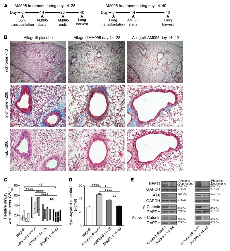 NFATC2 Antibody (MA1-025)