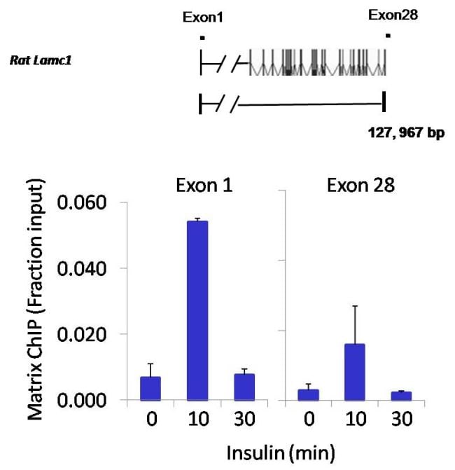 NFATC2 Antibody (MA1-025)