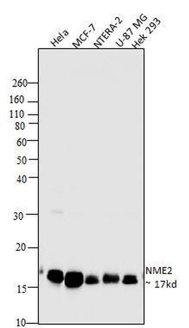 NME2 Antibody (MA1-185)