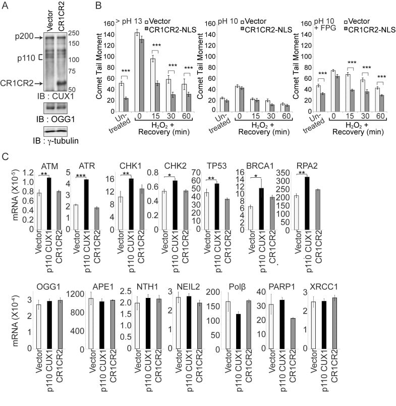 OGG1 Antibody (PA1-31402)