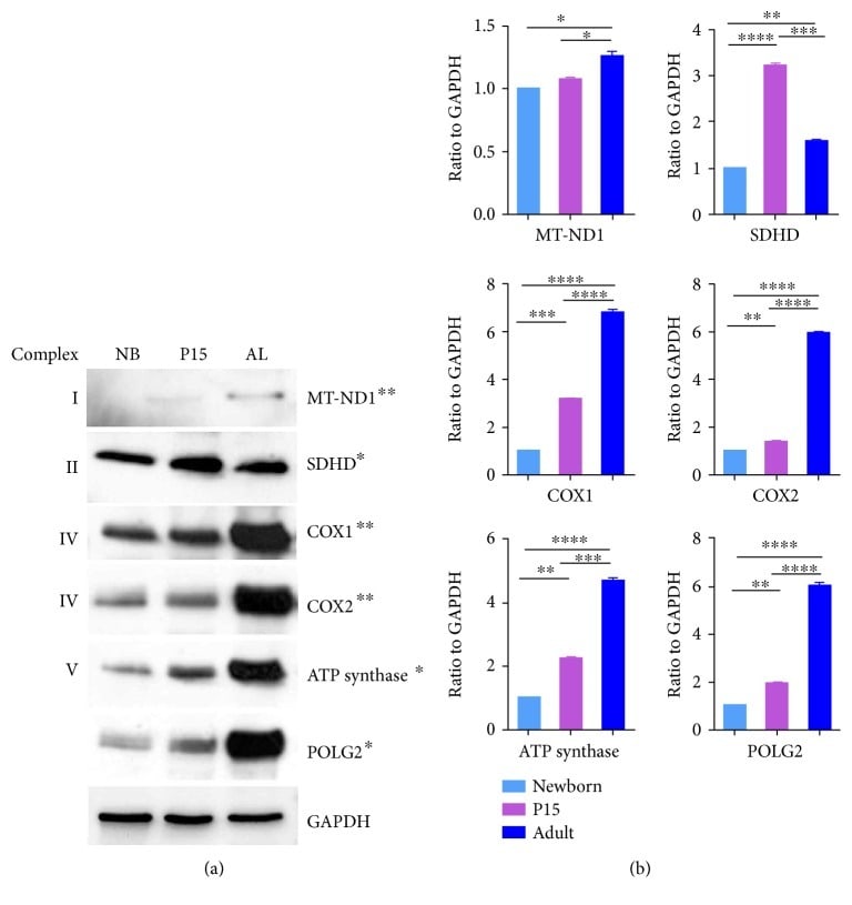 MTCO2 Antibody (A-6404)