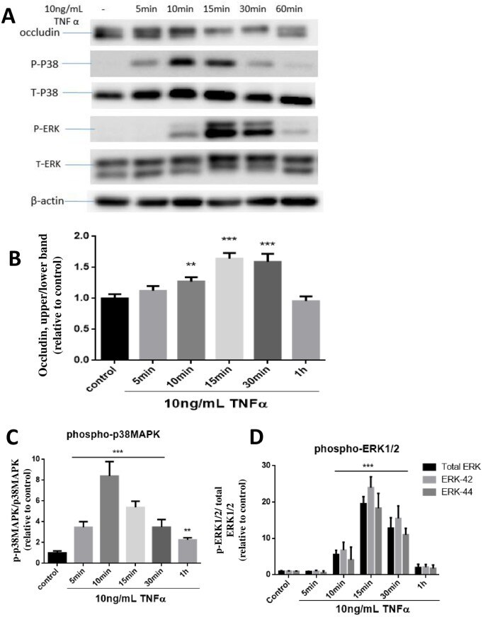 Occludin Antibody, HRP (33-1520)