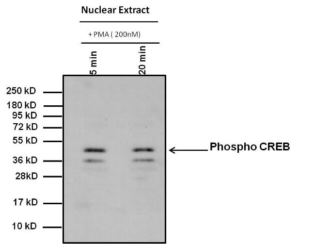 Phospho-CREB/ATF1 (Ser133, Ser63) Antibody (MA1-114)
