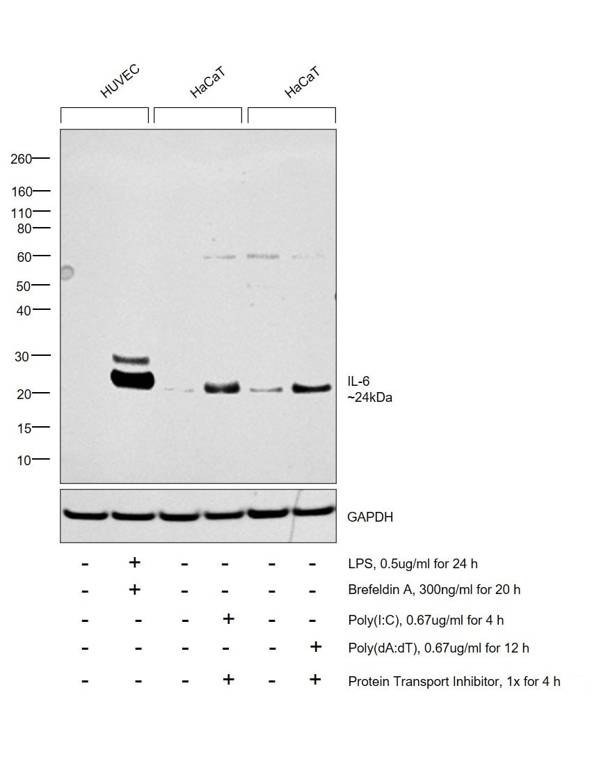 IL-6 Antibody (P620)