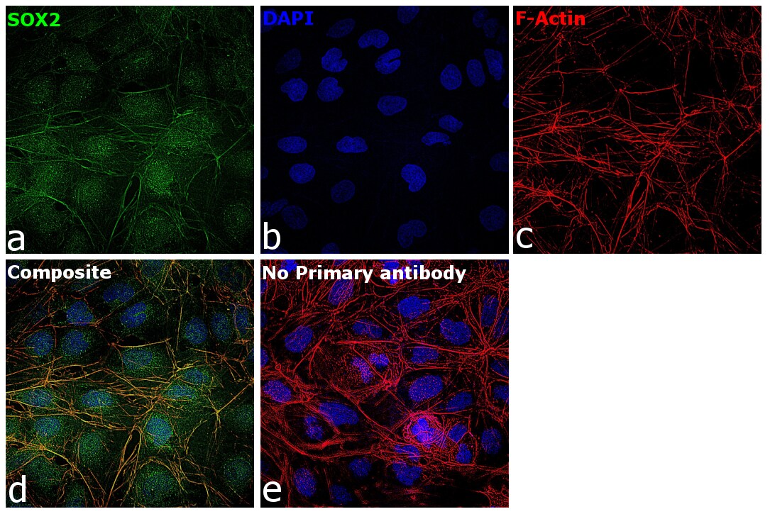 SOX2 Antibody (PA1-094)