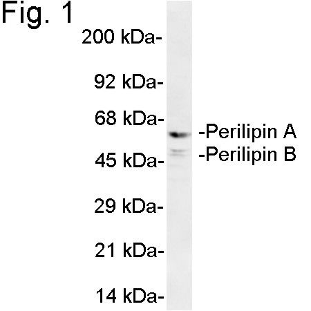 Perilipin A/B Antibody (PA1-1052)