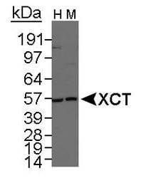 SLC7A11 Antibody (PA1-16893)