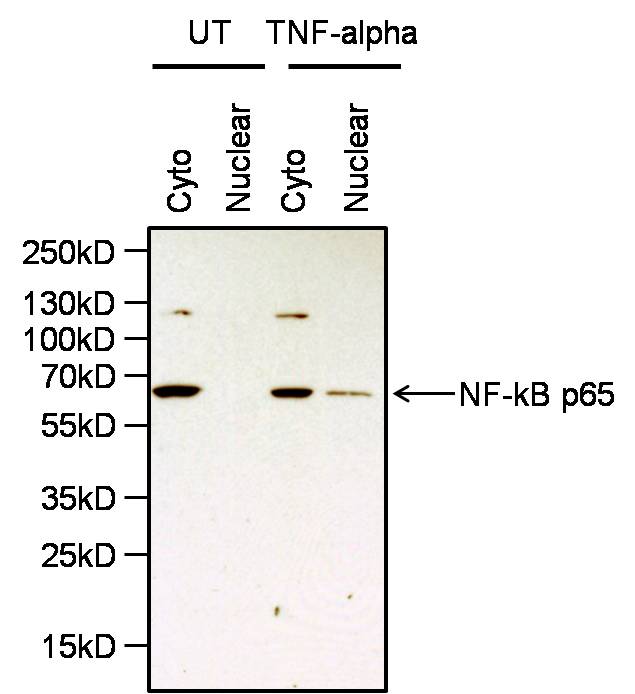 NFkB p65 Antibody (PA1-186)