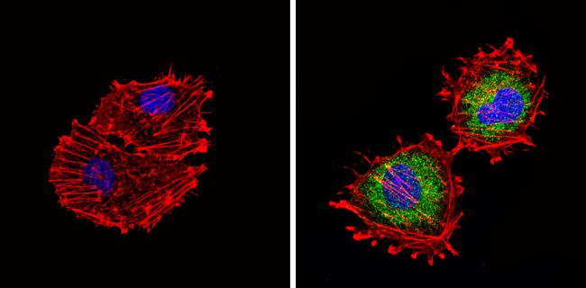 TPH1 Antibody (PA1-777)