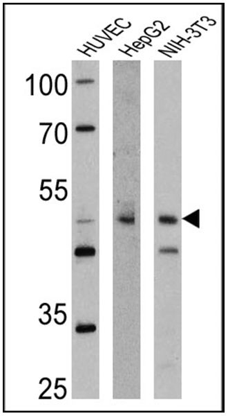 TPH1 Antibody (PA1-777)