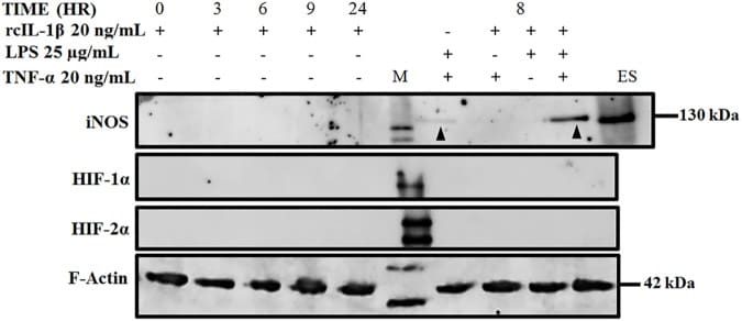 iNOS Antibody (PA1-036)
